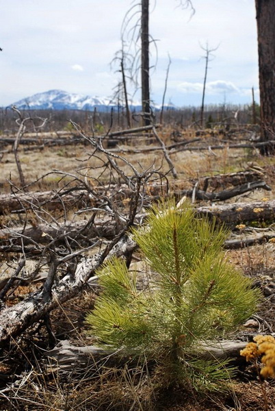 Post Fire Tree Regeneration Northern Rockies Fire Science Network